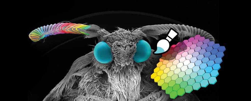 Incredible Insects Competition - Results 2022 | ANSTO