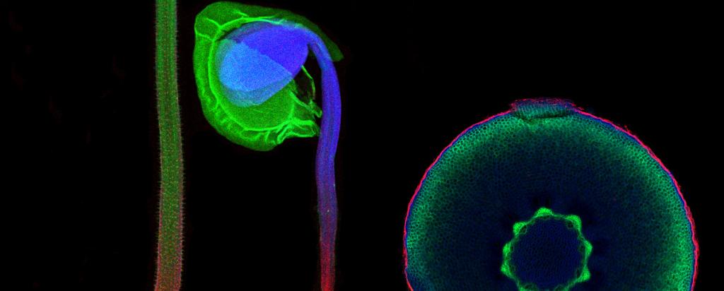 Powerful insights into hyperaccumulator plants | ANSTO