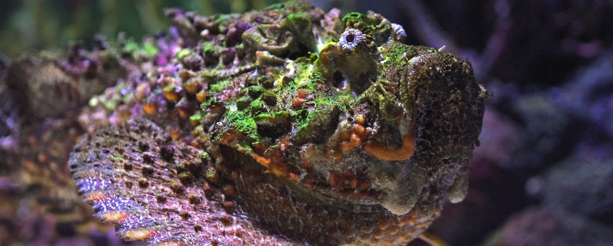 stonefish venom