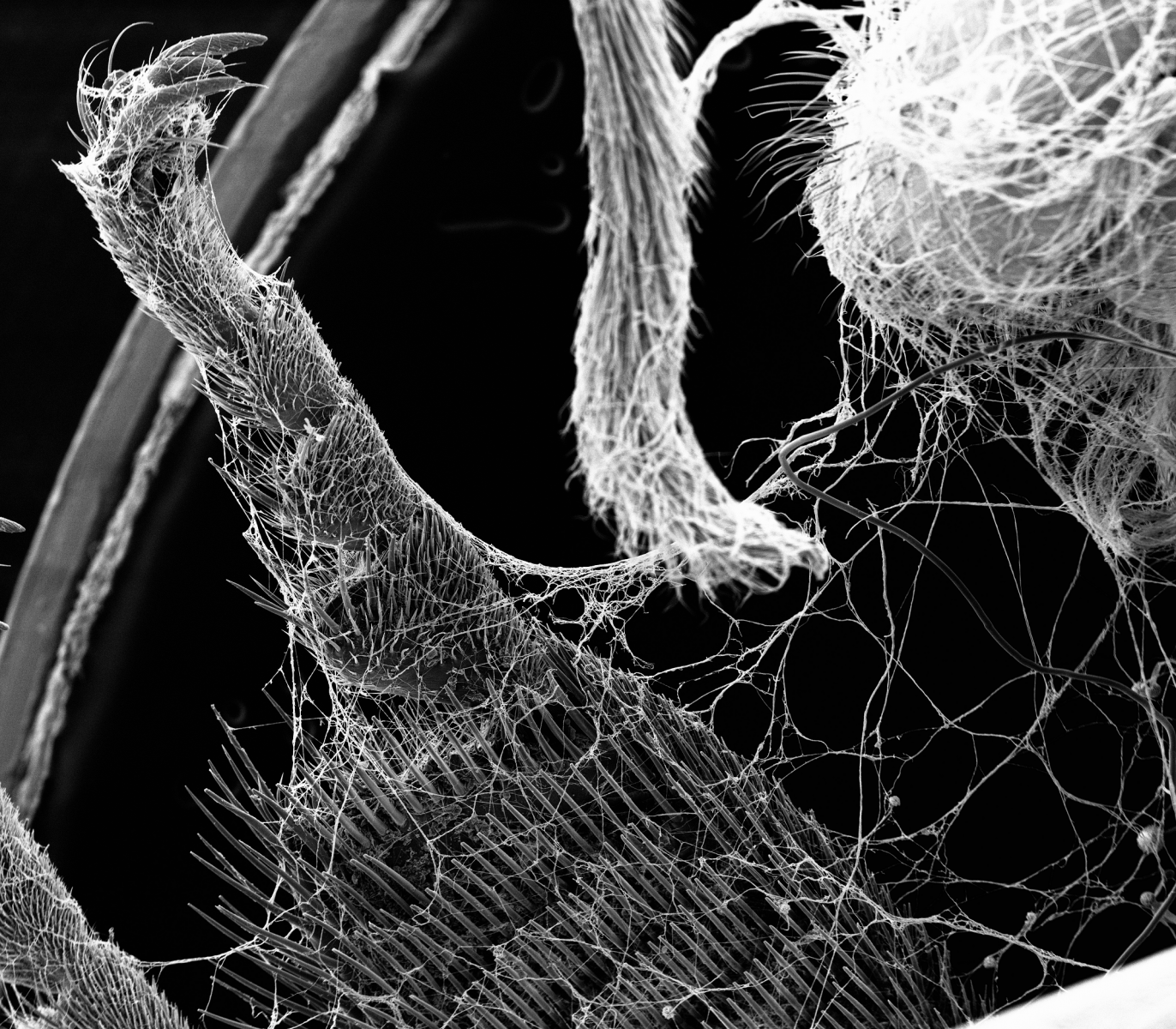 Incredible Insects Competition | ANSTO