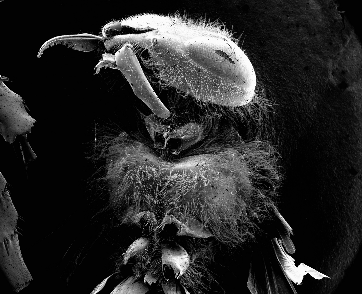 Incredible Insects Competition | ANSTO