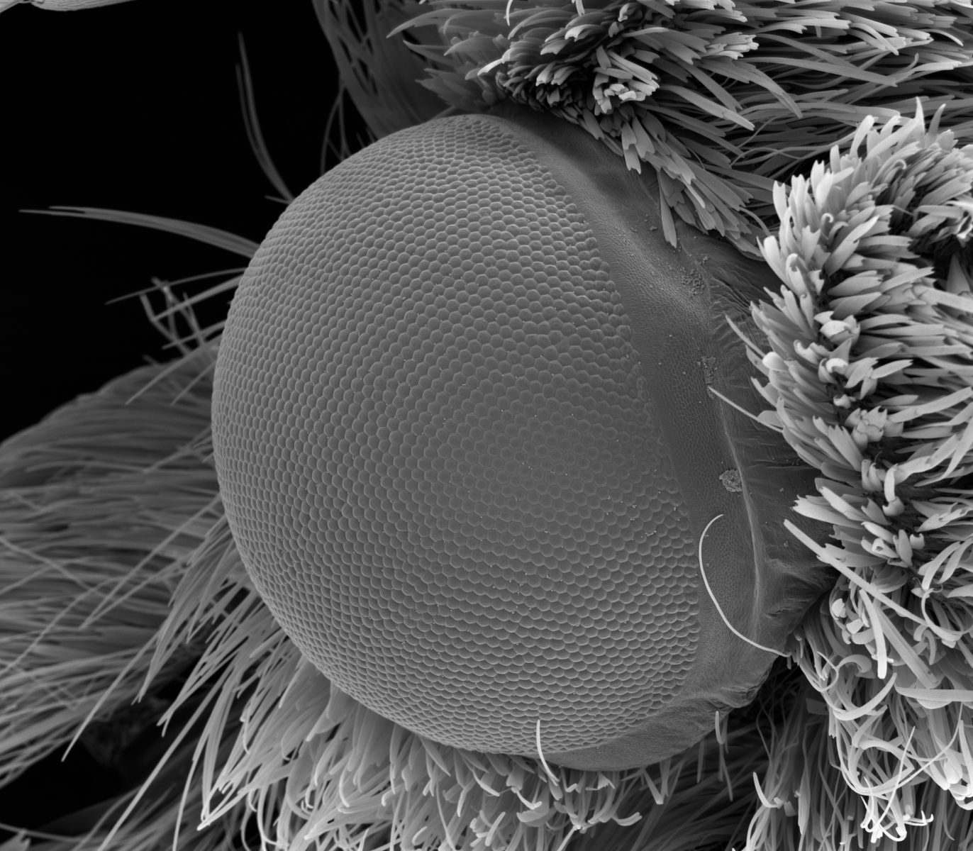 Incredible Insects Competition | ANSTO