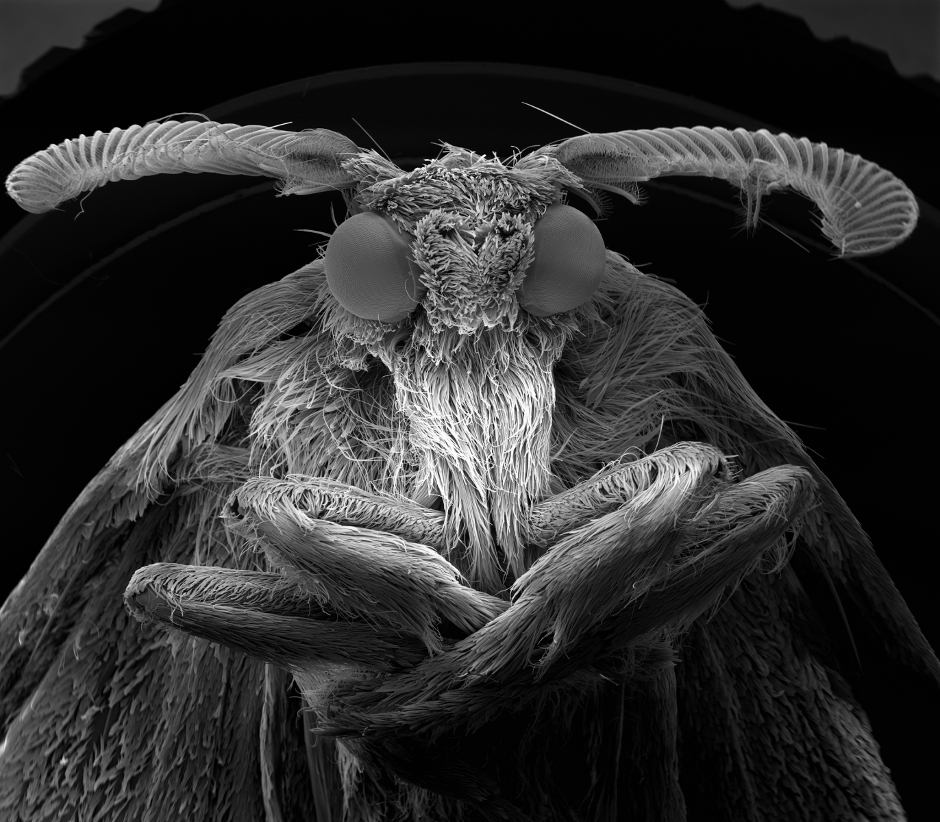 Incredible Insects Competition | ANSTO