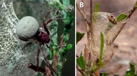 Secrets of Australian Basket-Web spider’s silk | ANSTO