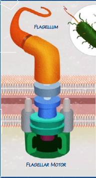 Self-assembly of the bacterial flagellar motor | ANSTO